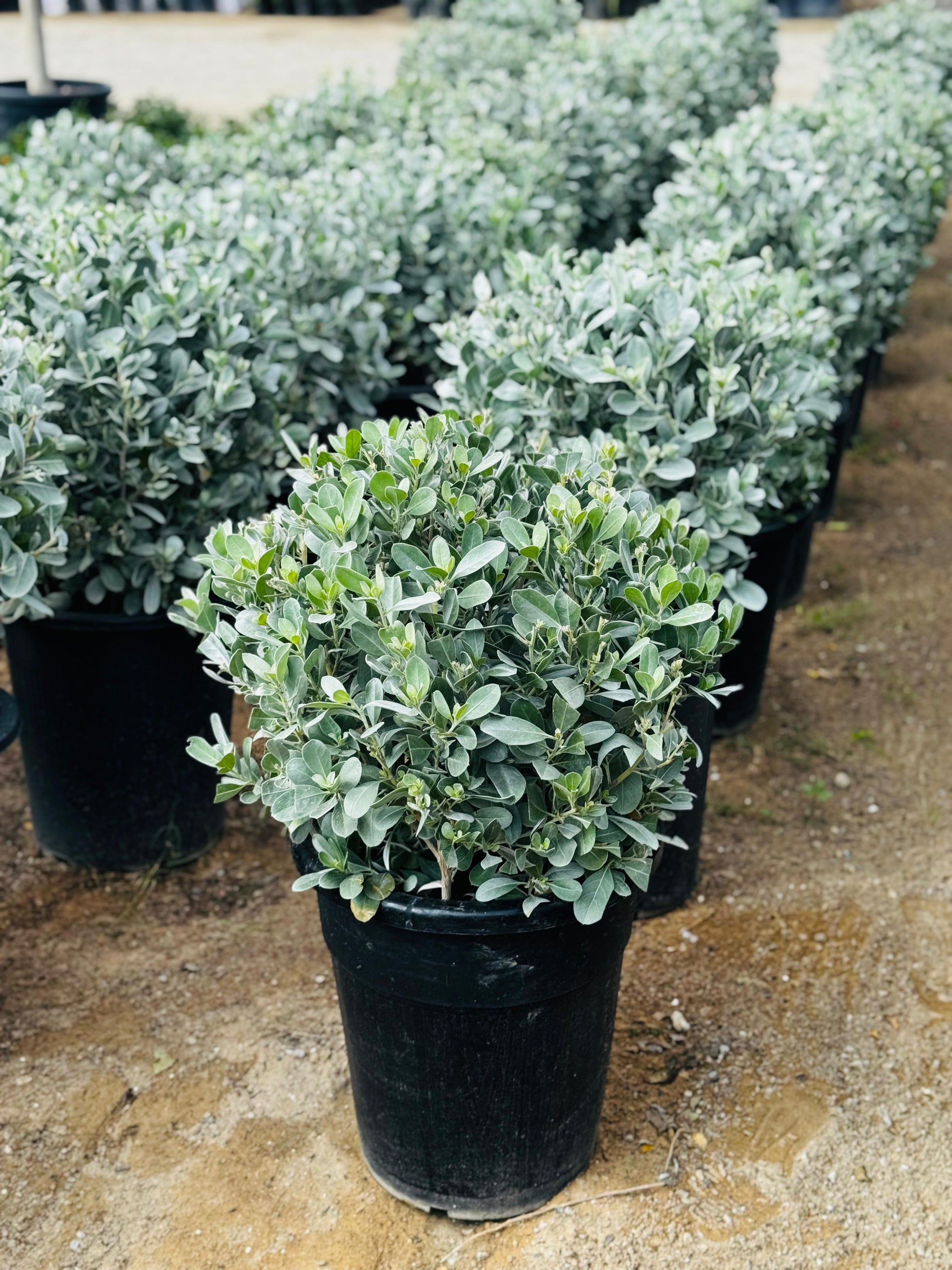 Silver Damas - Conocarpus Erectus Ball Shape