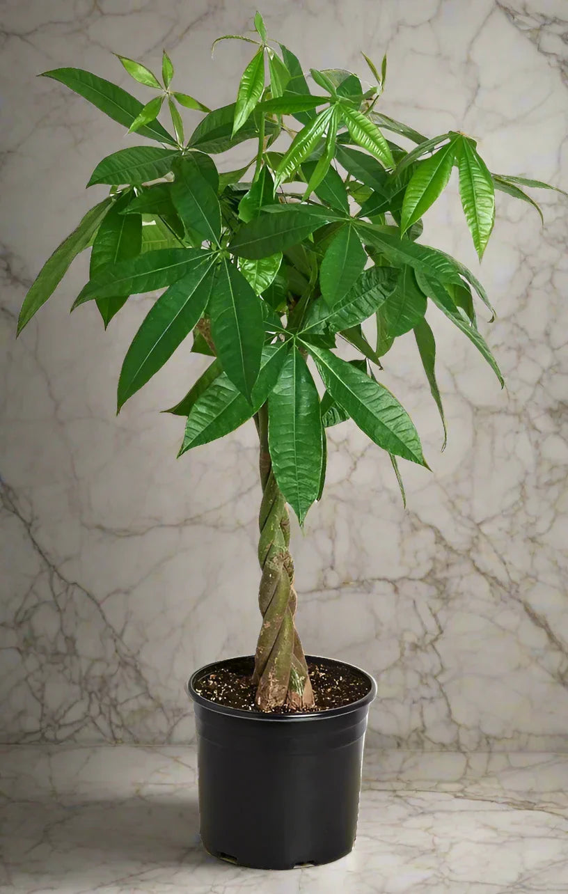 Pachira Aquatica, Money Tree (Twisted Trunk) 80 - 100 Cm