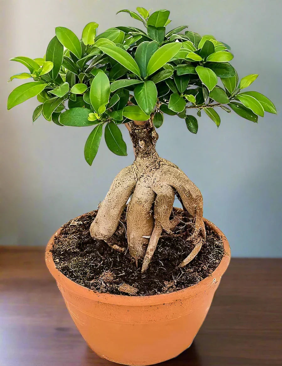 Ficus Ginseng Bonsai Ficus Ginseng Bonsai